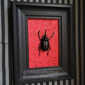 Beetle Taxidermy, Insect Taxidermy, Gothic Decor, Gothic Home Decor ...