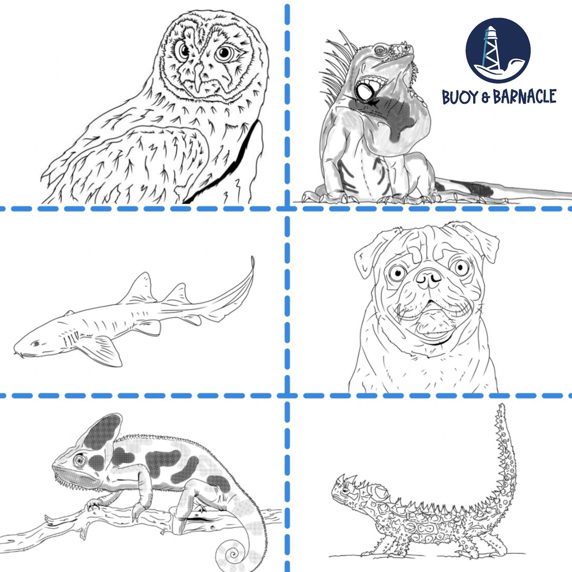 Explore the Animal Kingdom - A-Z Animal Colouring Pages for Kids and ...