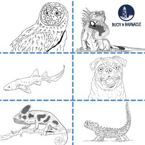 Explore the Animal Kingdom - A-Z Animal Colouring Pages for Kids and ...