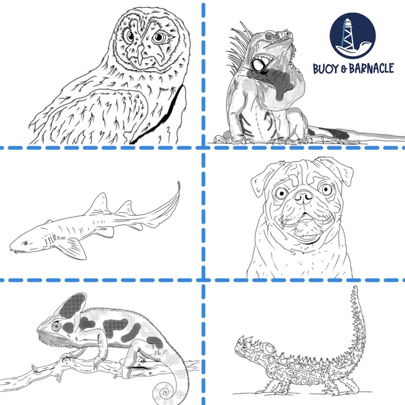 Explore the Animal Kingdom - A-Z Animal Colouring Pages for Kids and ...