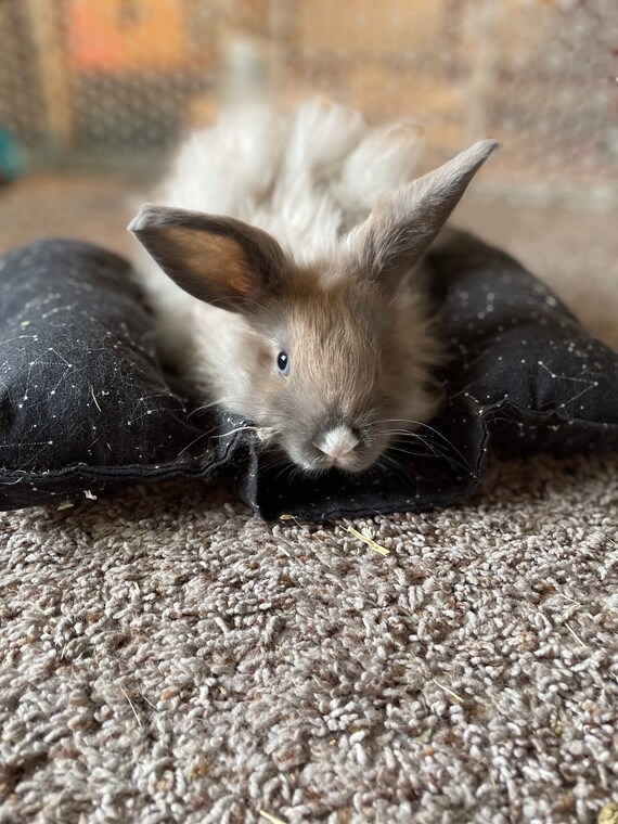 Bunny snug bed | Etsy
