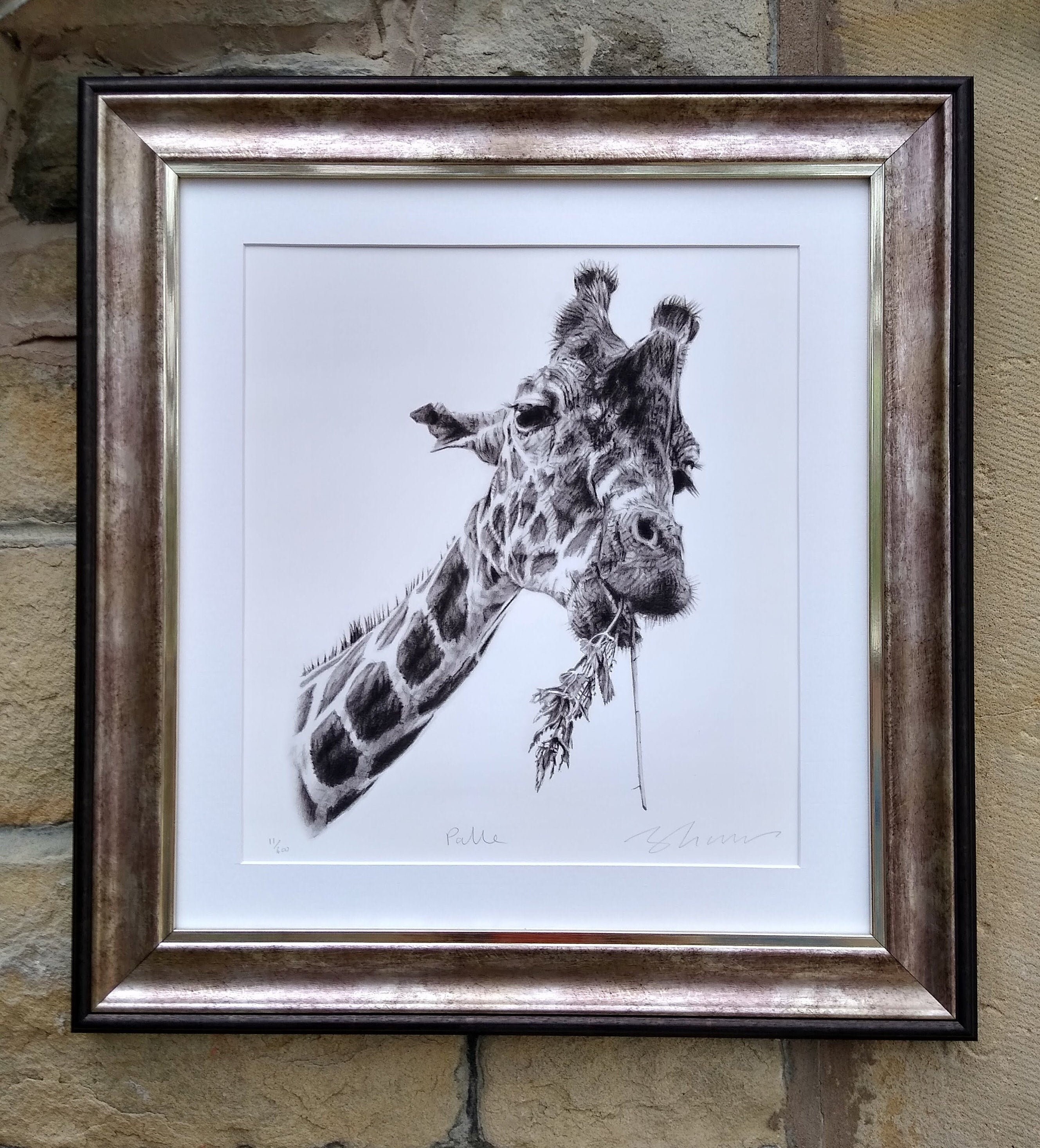 Giraffe Pencil Drawing Limited Edition Print. Palle - Etsy