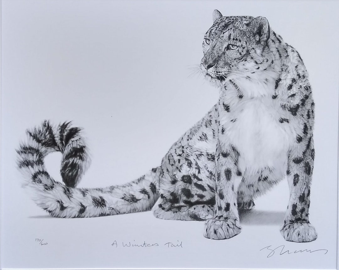 Snow Leopard T Pencil Drawing Limited Edition Print. A Winters Tail - Etsy