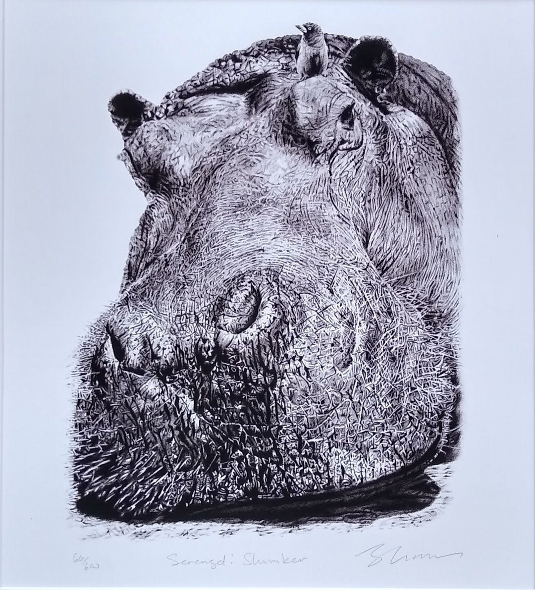 Hippo Pencil Drawing Limited Edition Print. Serengeti Slumber - Etsy