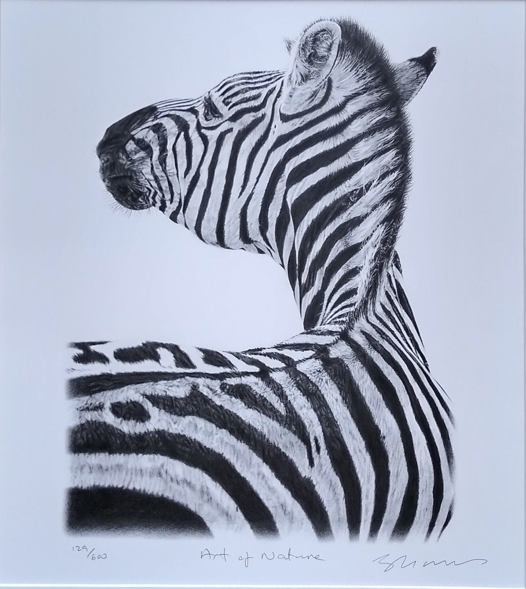 Zebra Head Pencil Drawing Zebra Head Midweek Drawings
