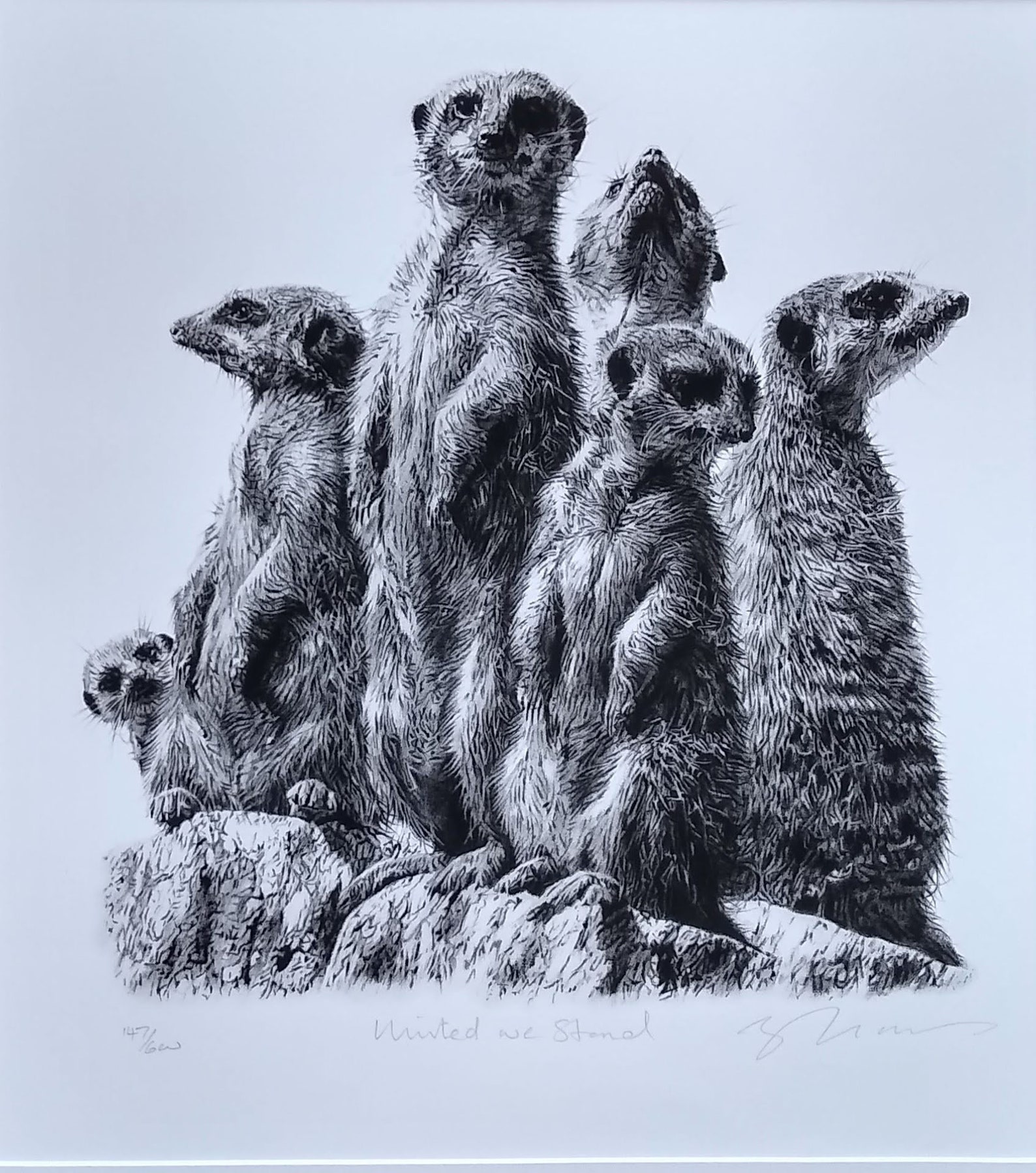 Meerkat Pencil Drawing Limited Edition Print. United We Stand - Etsy