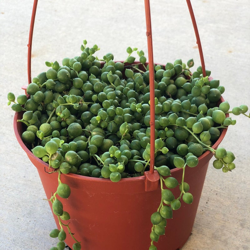 String of Pearls Succulent - Etsy