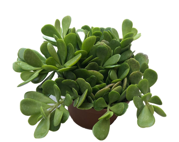 Weeping Jade | 6 Inch | Live Succulent Hanging Plant | Indoor Plant ...
