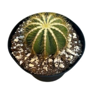 Balloon Cactus | 6 Inch | Notocactus Magnificus | Live Cactus Plant ...