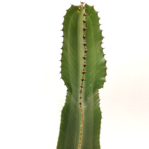 Candelabra Chocolate Drop Ingens Live Plant - Etsy