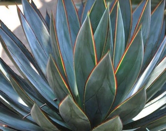 Blue Agave Live Plant - Etsy