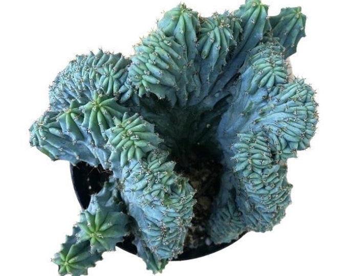Blue Candle Crested Cactus 4 Inch Blue Myrtle Crested - Etsy