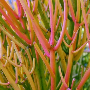 Fire Stick Cactus | 6 Inch | Sticks on Fire Cactus | Tirucalli | Live ...