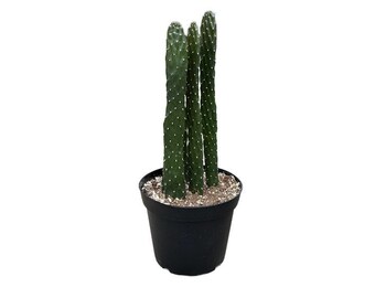 Road Kill Cactus, Opuntia Rubescens, Consolea Rubescens, Live Plant ...