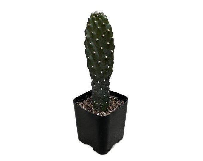 Road Kill Cactus | 2 Inch | Opuntia Consolea Rubescens | Live Cactus ...