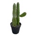 Fairy Castle Cactus 4 Inch Acanthocereus Tetragonus Live Cacti Plant ...