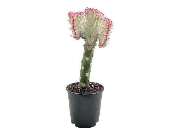 Coral Cactus No 12 WHITE-PINK | 6 Inch | Grafted Crested Cactus ...