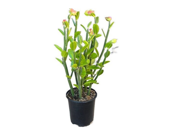 Tall Slipper Plant | 1 Gallon | Pedilanthus Bracteatus | Live Succulent ...