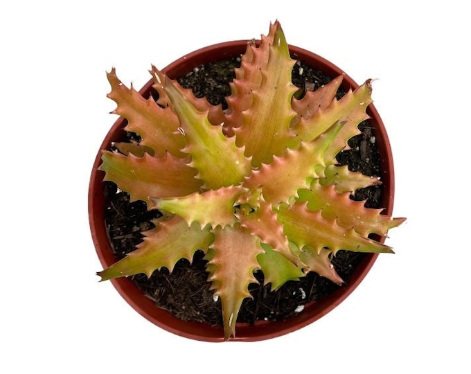 Aloe Sunset | 6 Inch | Aloe Dorotheae | Live Aloe Plant | Succulent ...