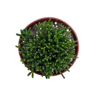 Dancing Bones Cactus | 4 Inch | Rhipsalis Salicornioides | Live ...