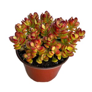 Crosby's Compact Jade | 6 Inch | Dwarf Jade | Crassula Ovata | Live ...