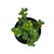 Pickle Plant Succulent | 2 Inch | Live Succulent Plant | Indoor Plant ...
