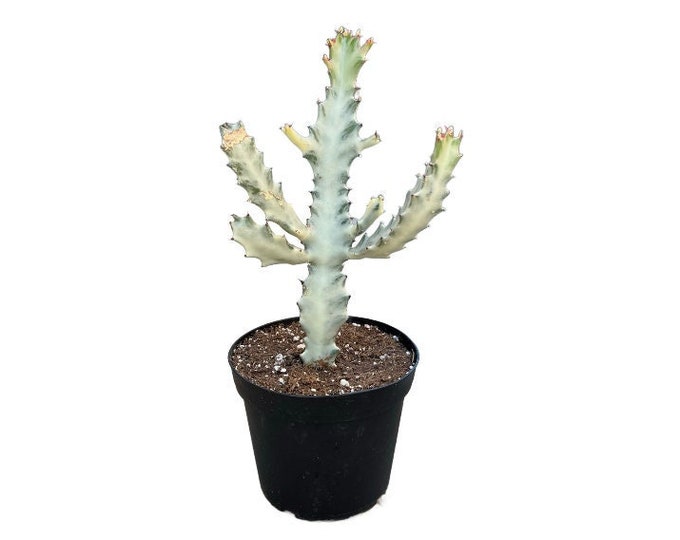 Euphorbia White Ghost, Big White Ghost Cactus, Cactus, Succulent, Live ...