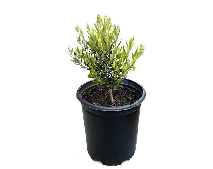 Little Ollie Dwarf Olive Tree | 5 Gallon | Olea Europaea Montra | Live ...