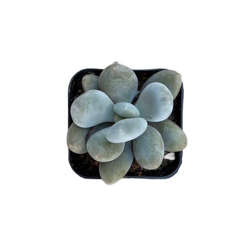 Moonstone Succulent - Etsy
