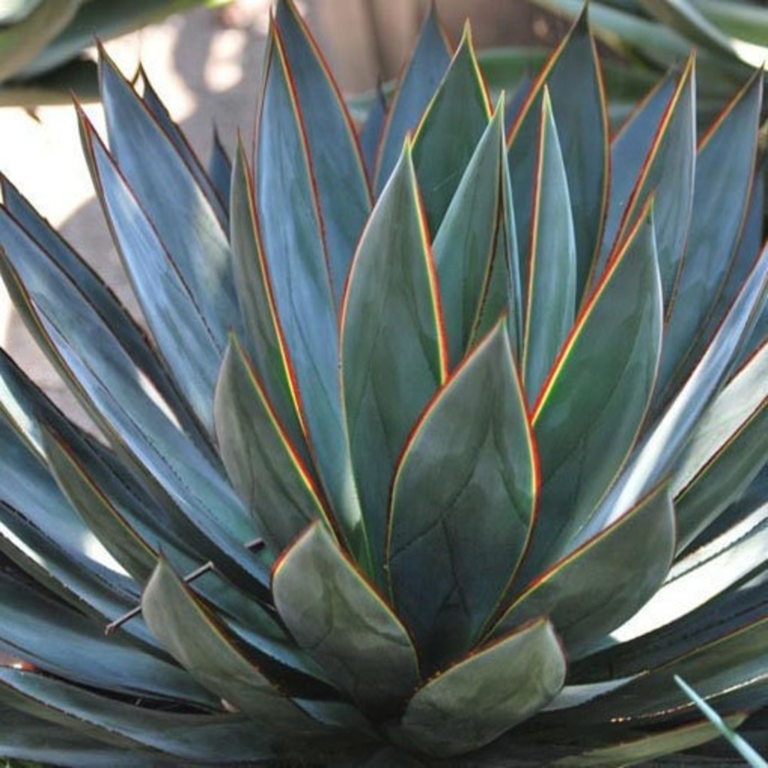 Blue Glow Agave | 3 Gallon | Live Succulent Plant | Cactus | Indoor ...