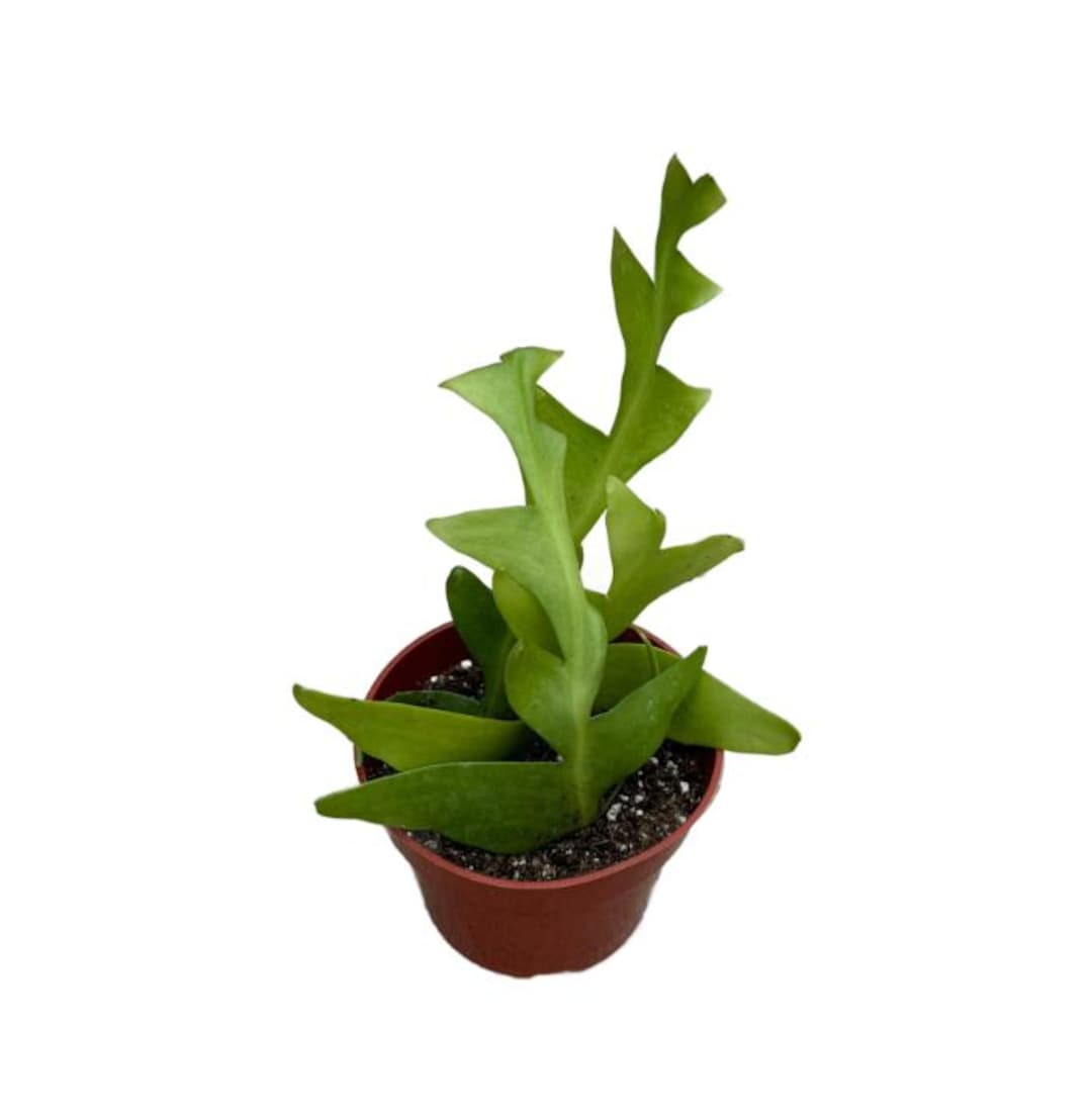 Shark Tooth Cactus | 4 Inch | Selenicereus Chrysocardium | Live ...
