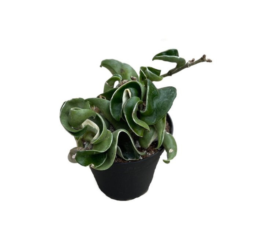 Variegated Hindu Rope Plant | 4 Inch | Hoya Carnosa Variegata | Live ...