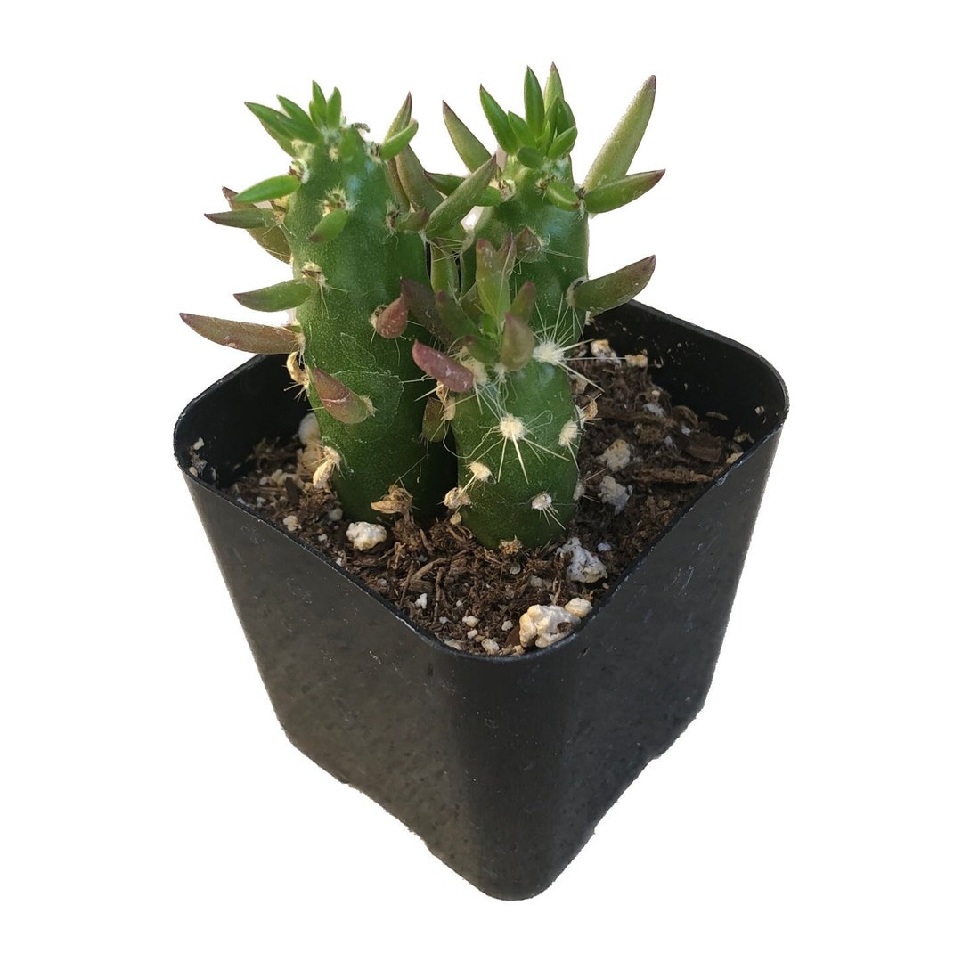 Eve's Needle Cactus 2 Inch Austrocylindropuntia Subulata Christmas Tree ...