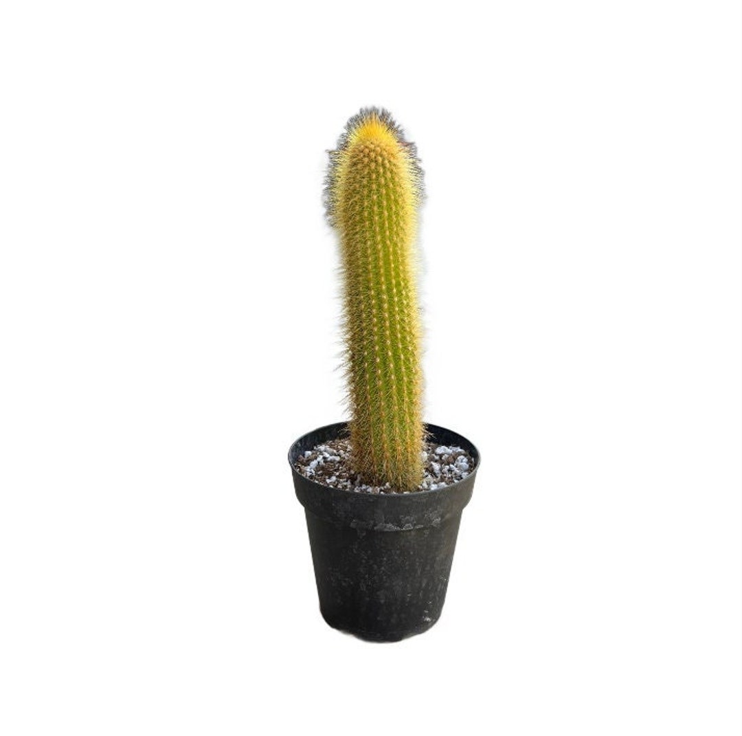 Golden Rat Tail Cactus | 4 Inch | Live Cacti Plant | Succulent | Indoor ...