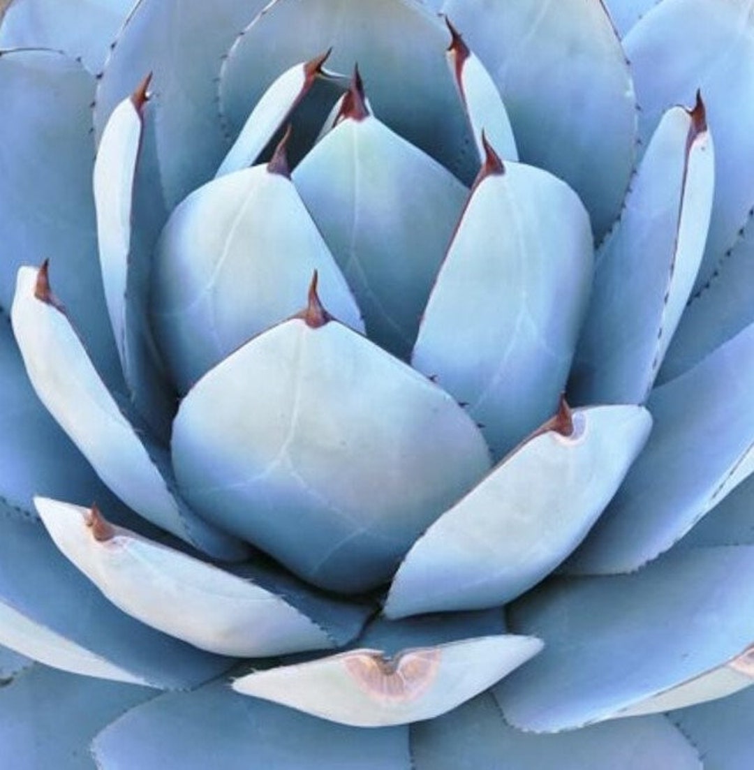 Artichoke Agave 4 Inch Agave Parryi Var. Truncata Live Succulent Plant ...