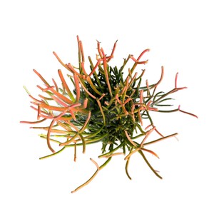 Fire Stick Cactus | 8 Inch | Sticks on Fire Cactus | Tirucalli | Live ...