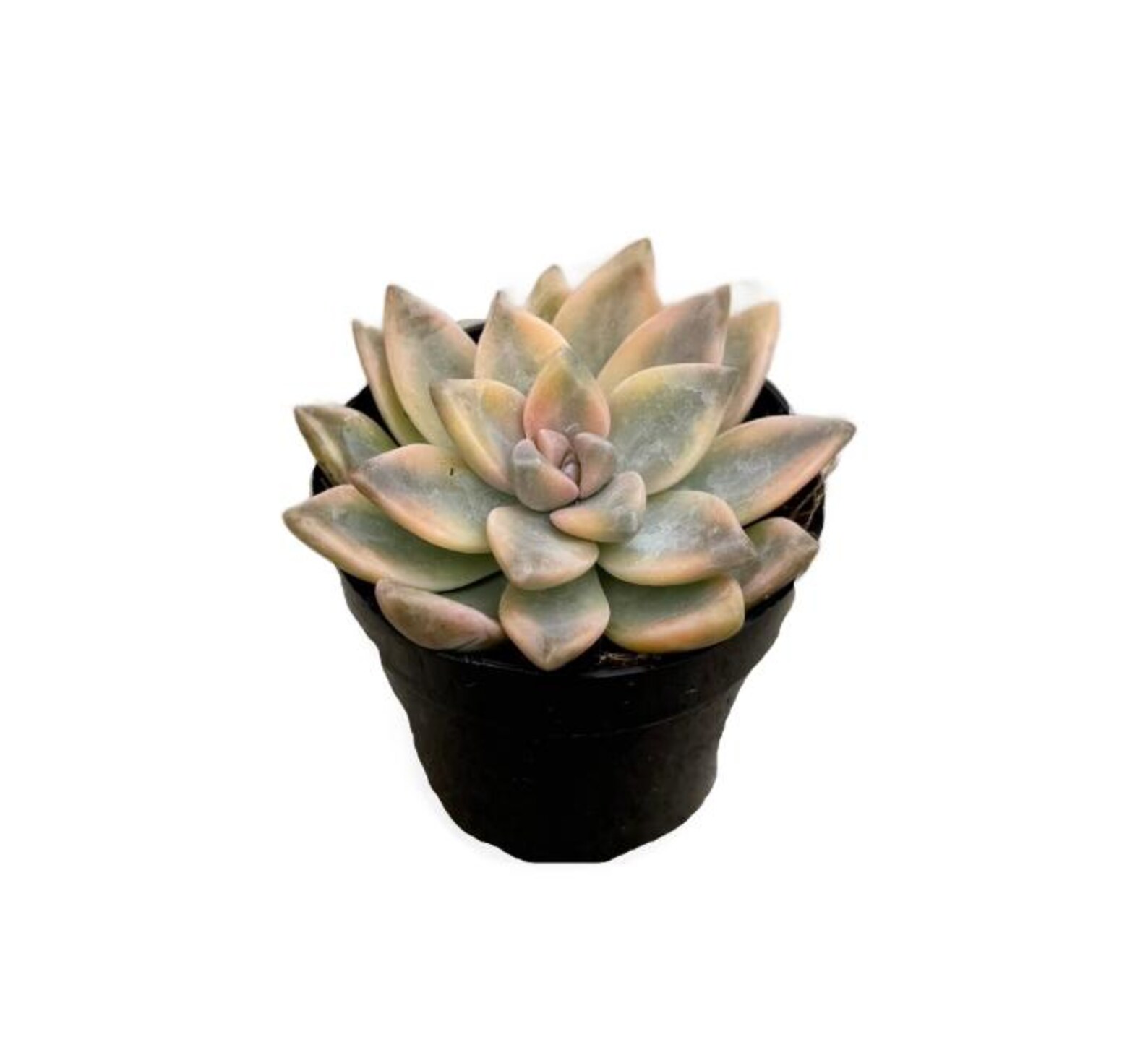 Jester | 2.5 Inch | Graptopetalum Paraguayense | Live Succulent Plant ...