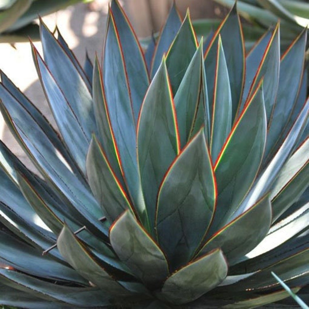 Blue Glow Agave | 6 Inch | Live Agave Plant | Cactus | Indoor Plant ...