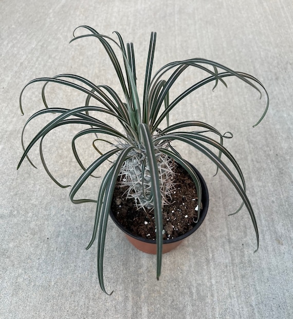 Madagascar Plants Names