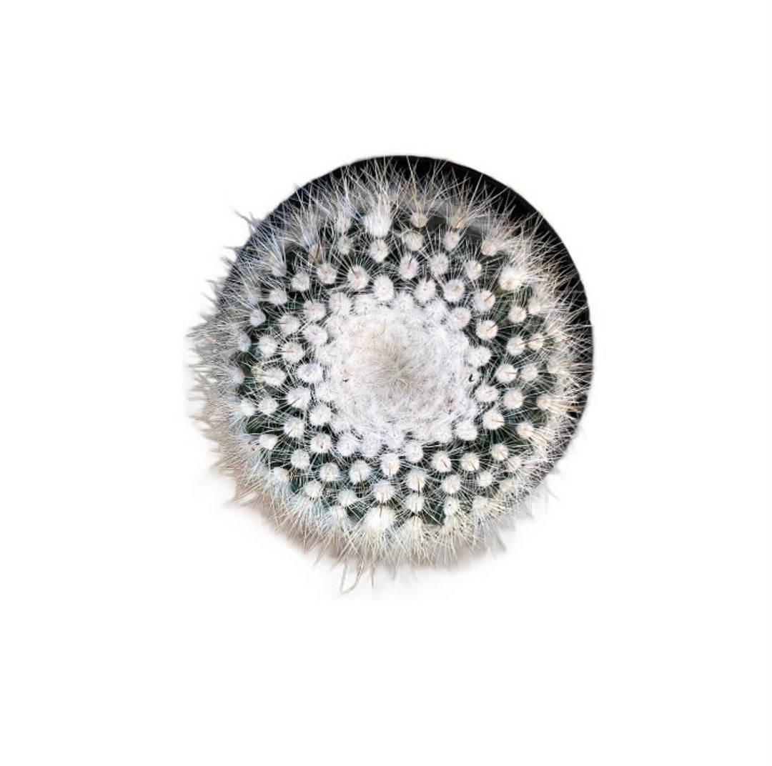 Silver Ball Cactus | 2.5 Inch | Notocactus Scopa | Live Plant | Indoor ...