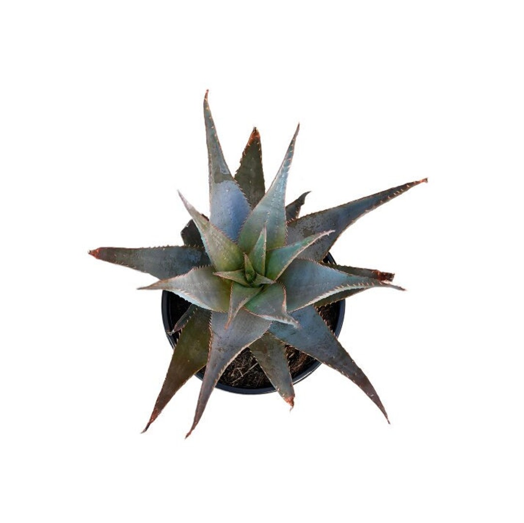Blue Aloe 1 Gallon Aloe Glauca Live Succulent Plant Cactus Indoor Plant ...