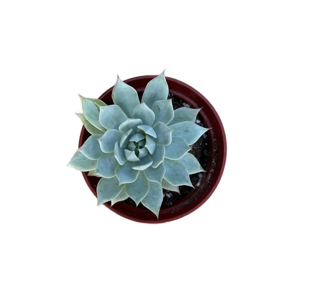 Echeveria Blue Fairy 4 Inch Live Succulent Plant Indoor Plant House ...