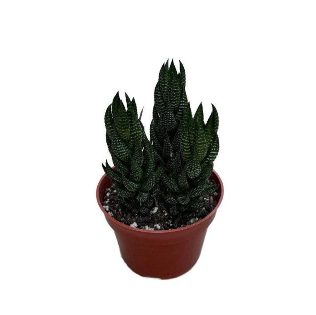 Haworthiopsis Coarctata | 4 Inch | Live Succulent Plant | Indoor Plant ...