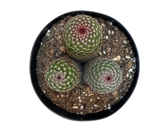 Thumb Cactus - 3 Posts | 6 Inch | Mammillaria Matudae | Live Cacti ...
