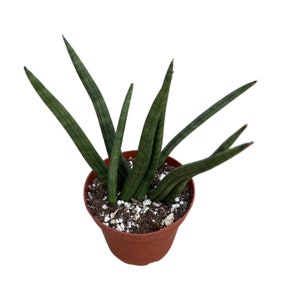 Sansevieria Cylindrica Straight 4 Inch Dragon Fingers Snake Plant Air ...
