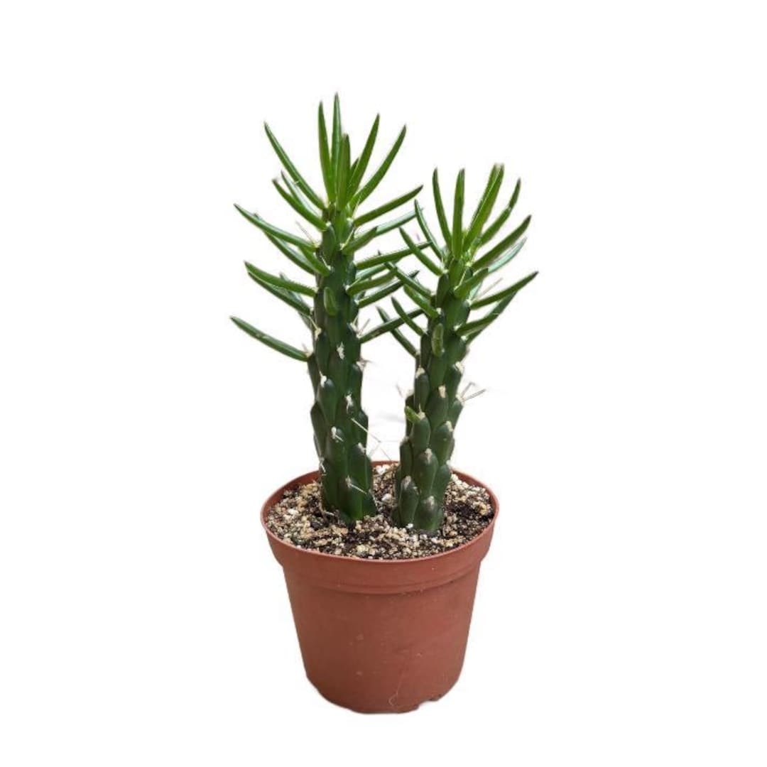Eve's Needle Cactus | 6 Inch | Eve's Pin Cactus | Austrocylindropuntia ...