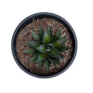 Blue Glow Agave | 3 Gallon | Live Succulent Plant | Cactus | Indoor ...