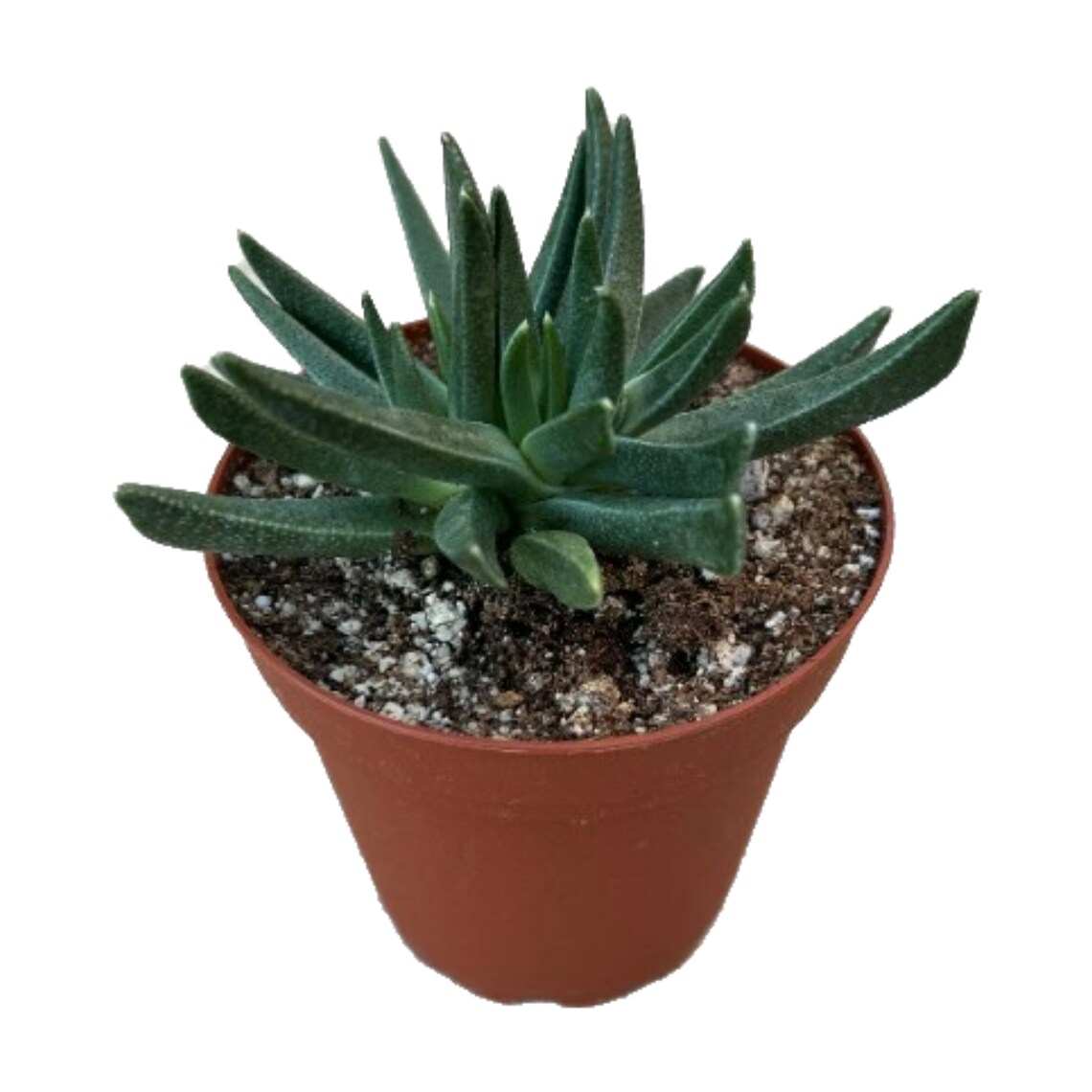 Clock Plant | 4 Inch | Rabiea Albinota | Live Succulent Plant | Indoor ...