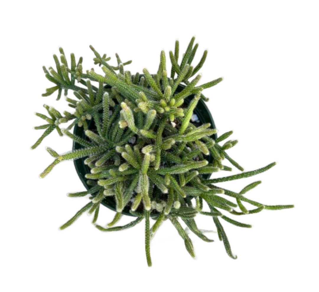 Native Mouse Tail Cactus 6 Inch Rhipsalis Horrida Live Cacti Plant ...