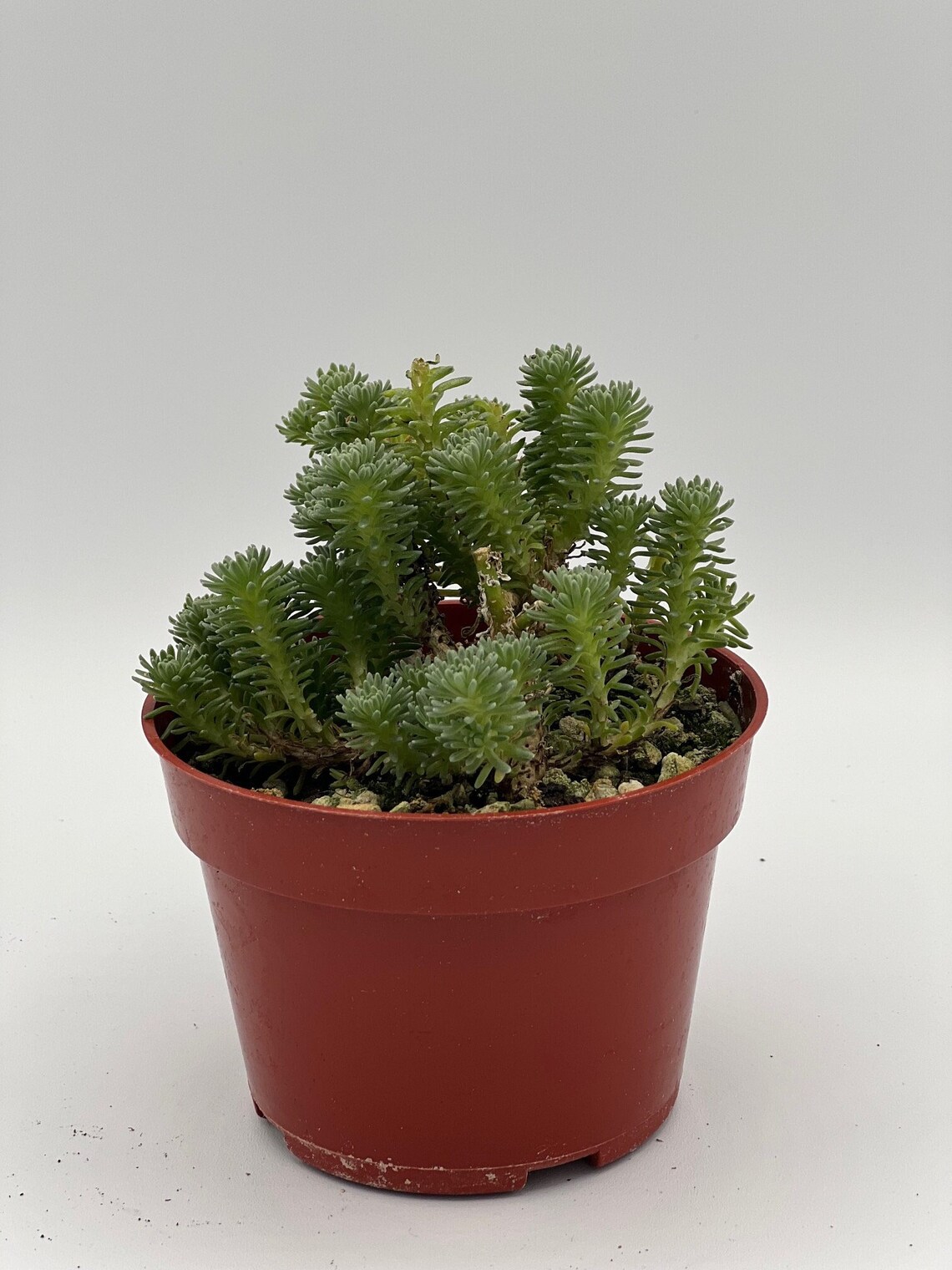 Miniature Joshua Tree 4 Inch Live Succulent Plant Indoor - Etsy